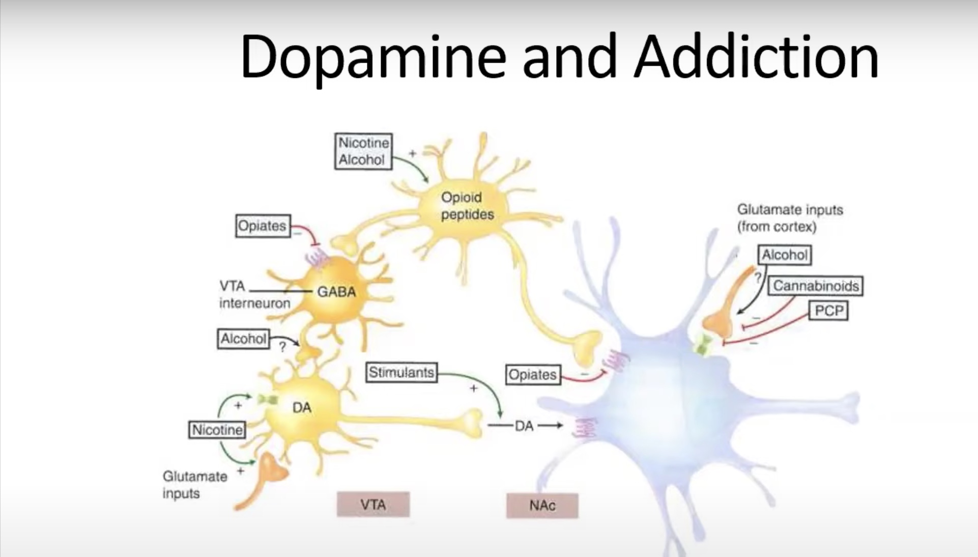 The Role of the Brain in Addiction - Treatment Magazine